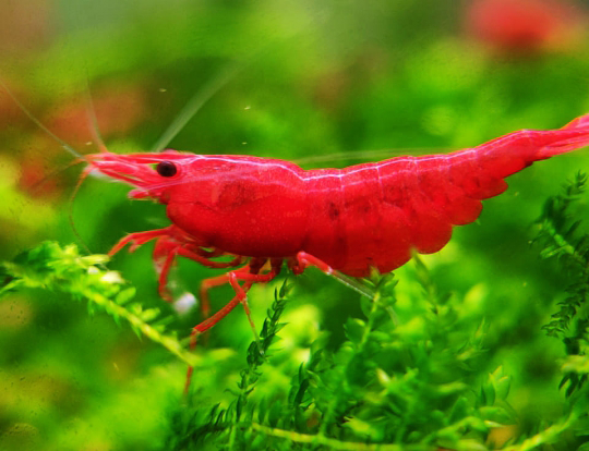 Trang chủ - Tép Xinh