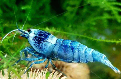 Trang chủ - Tép Xinh